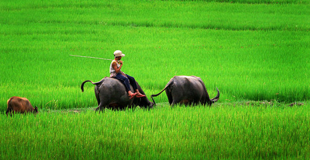 Con trâu đen lông mượt - Di Sản Trâu Việt