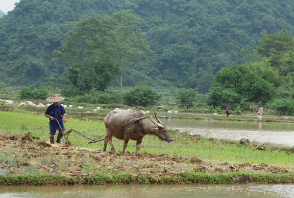Chuyện con trâu